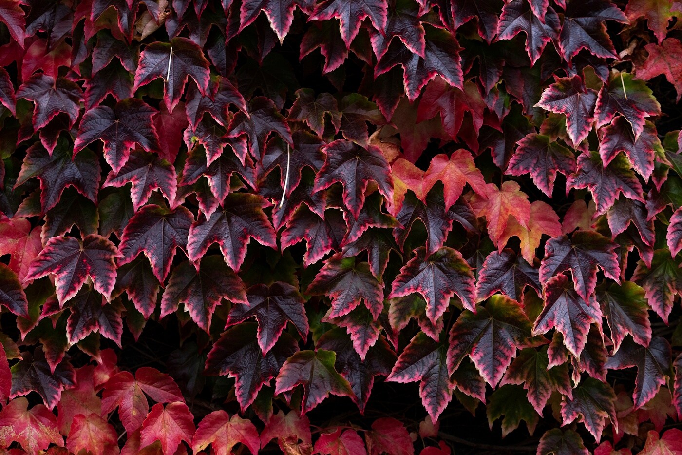 Autumn at Wimbledon - The Championships, Wimbledon - Official Site by IBM