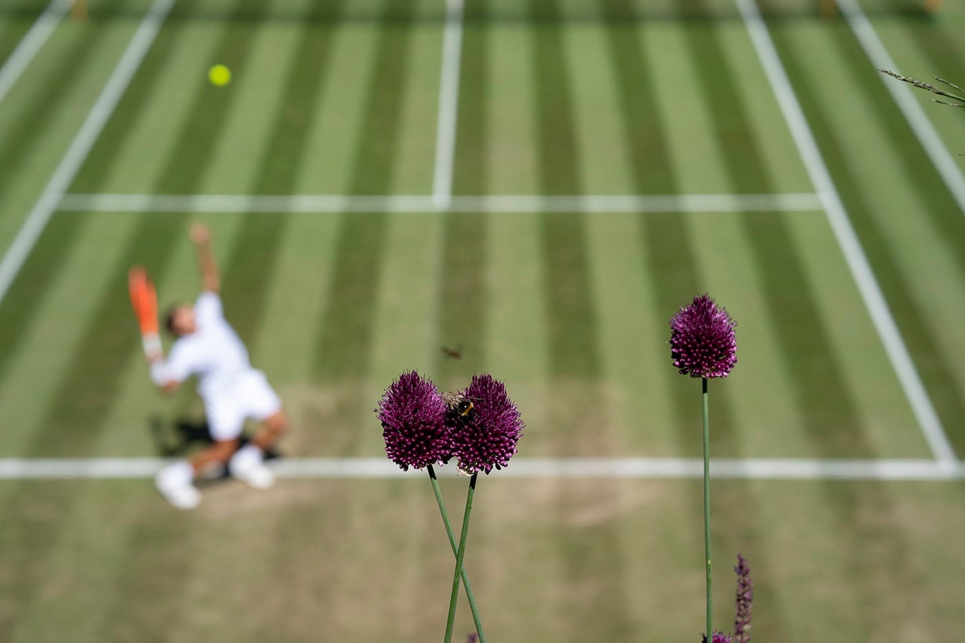 Home - The Championships, Wimbledon - Official Site by IBM