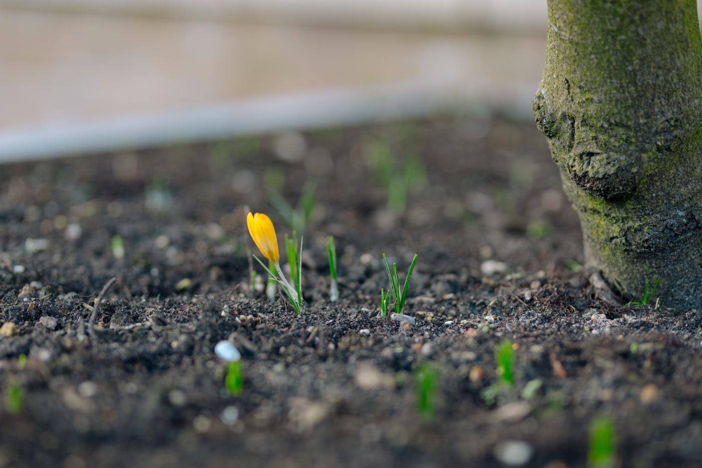 Around the Grounds in February - The Championships, Wimbledon ...