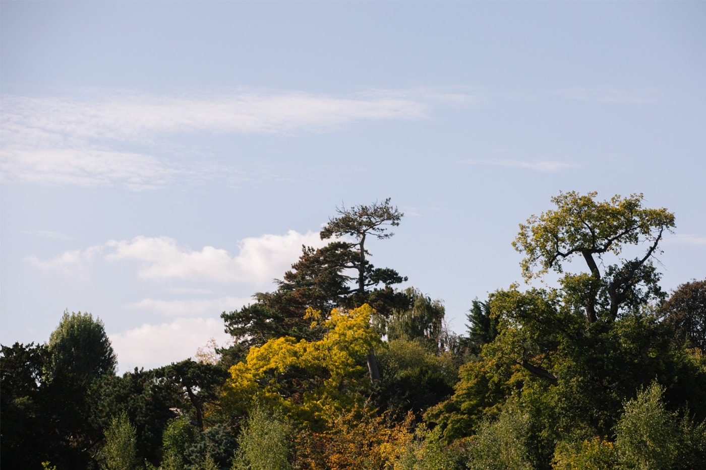 Autumn at Wimbledon - The Championships, Wimbledon - Official Site by IBM