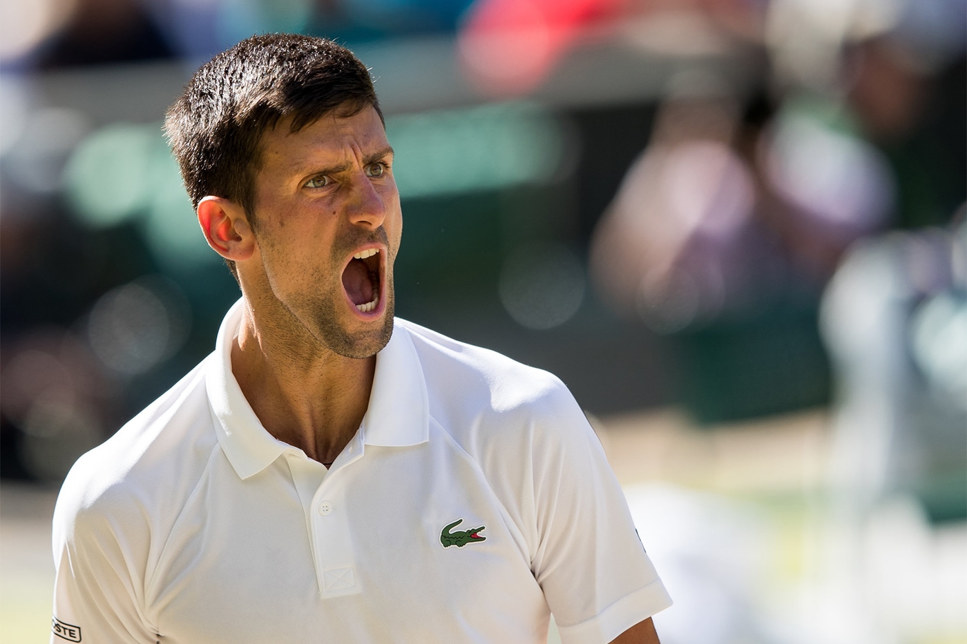 Novak Djokovic - The Championships, Wimbledon - Official Site by IBM