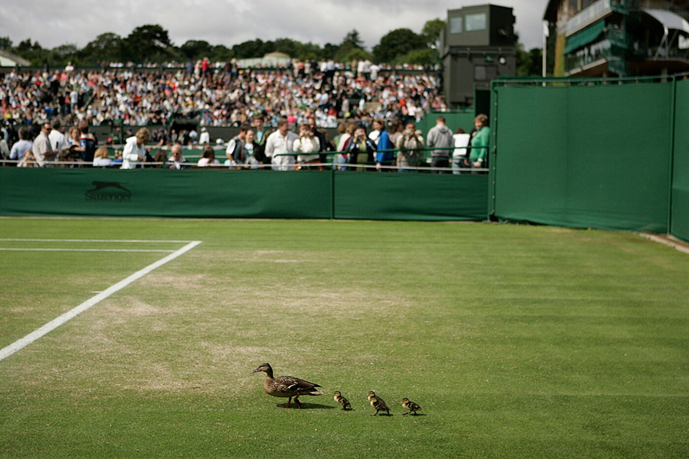 Ducks 2007 - The Championships, Wimbledon - Official Site by IBM