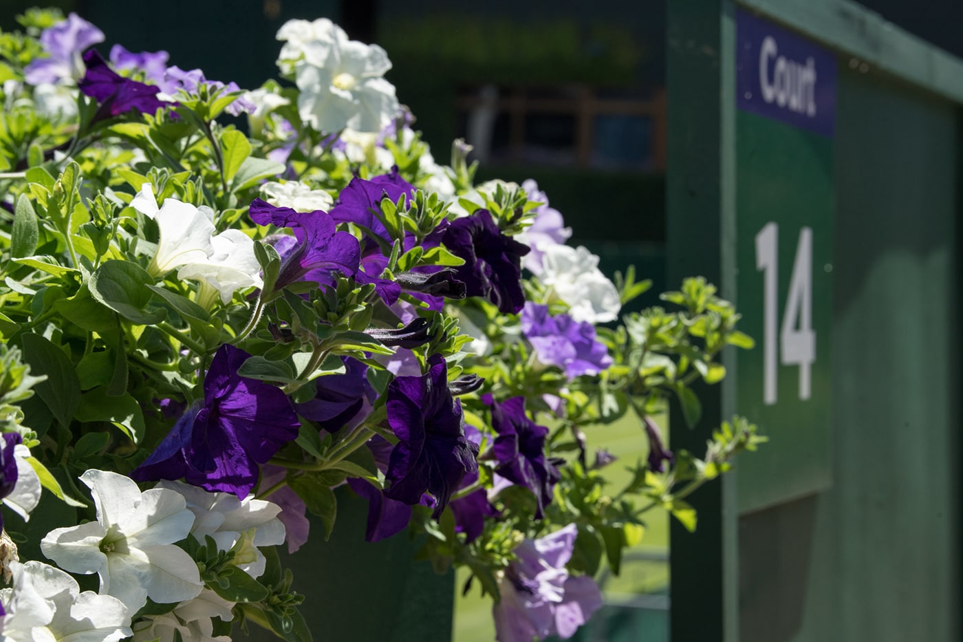 Wimbledon flowers around the Grounds - The Championships, Wimbledon ...